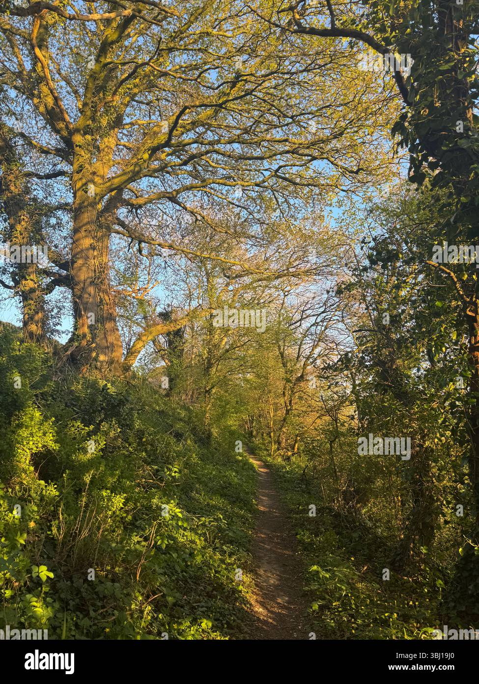 Beautiful tree lined narrow path in Spring, evening light, Near East ...