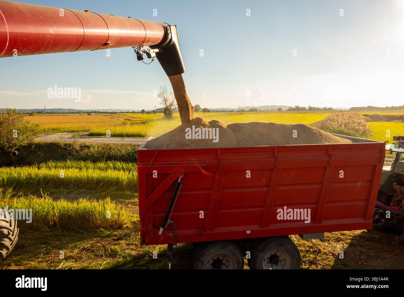 Grain pouring from harvesting machine into red trailer. Captures the ...