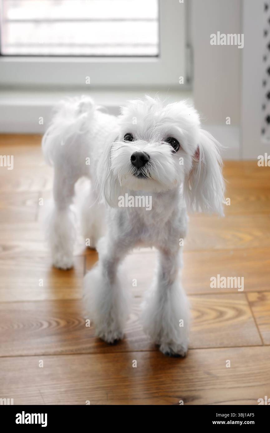 Neat paws hi-res stock photography and images - Alamy