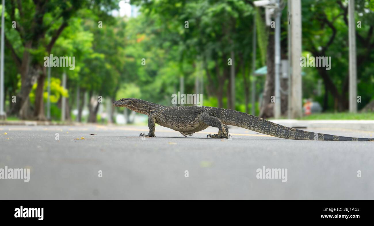 Monitor lizards of thailand hi-res stock photography and images - Alamy