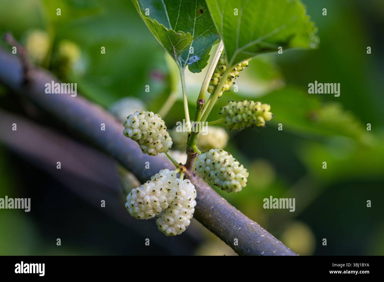The fruits of Morus alba, known as white mulberry Stock Photo - Alamy