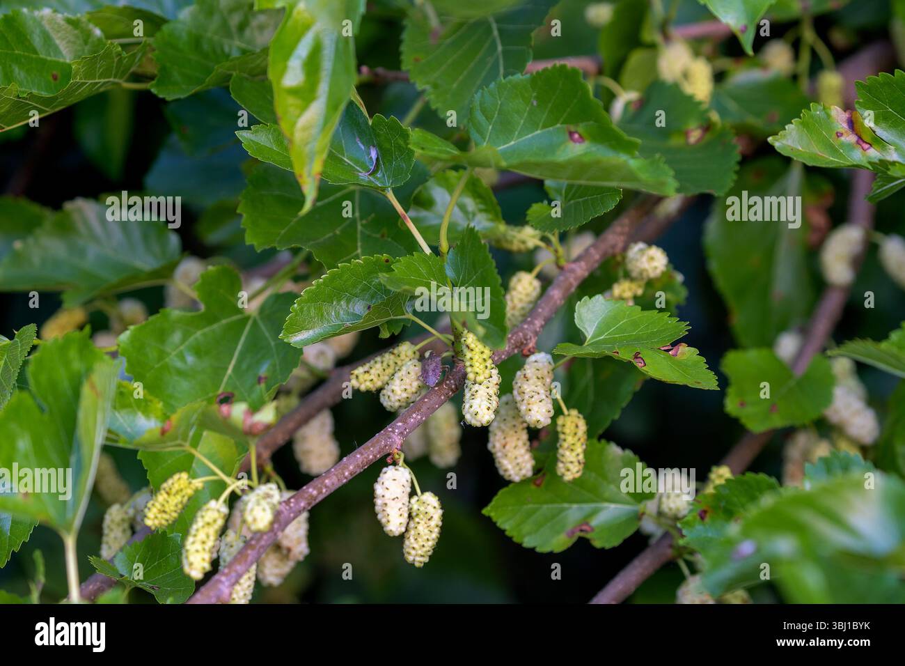 The fruits of Morus alba, known as white mulberry Stock Photo - Alamy