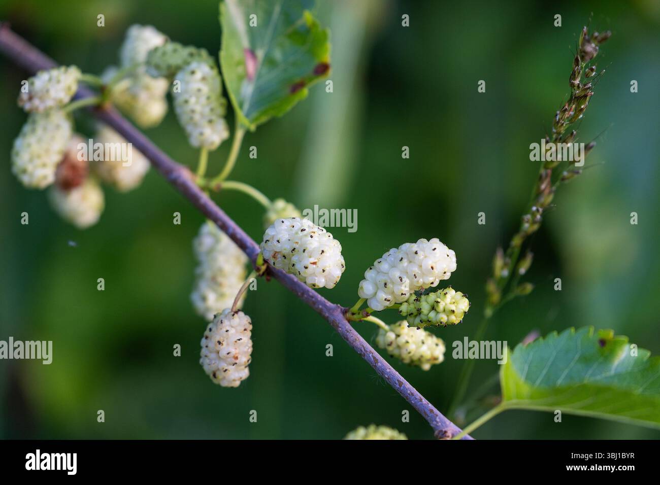 The fruits of Morus alba, known as white mulberry Stock Photo - Alamy