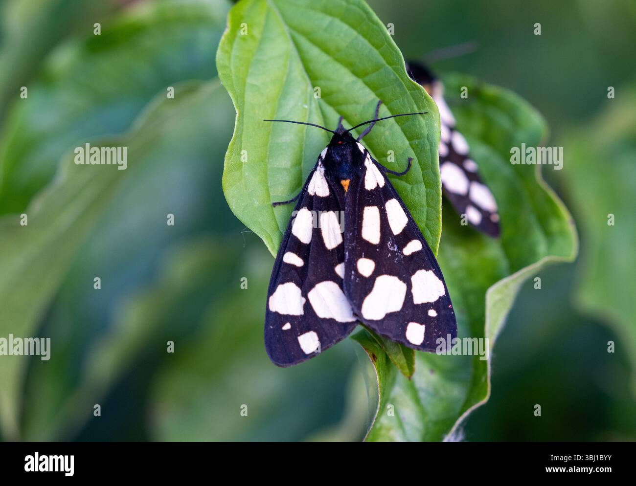 Arctia villica, the cream-spot tiger resting on a leaf Stock Photo - Alamy