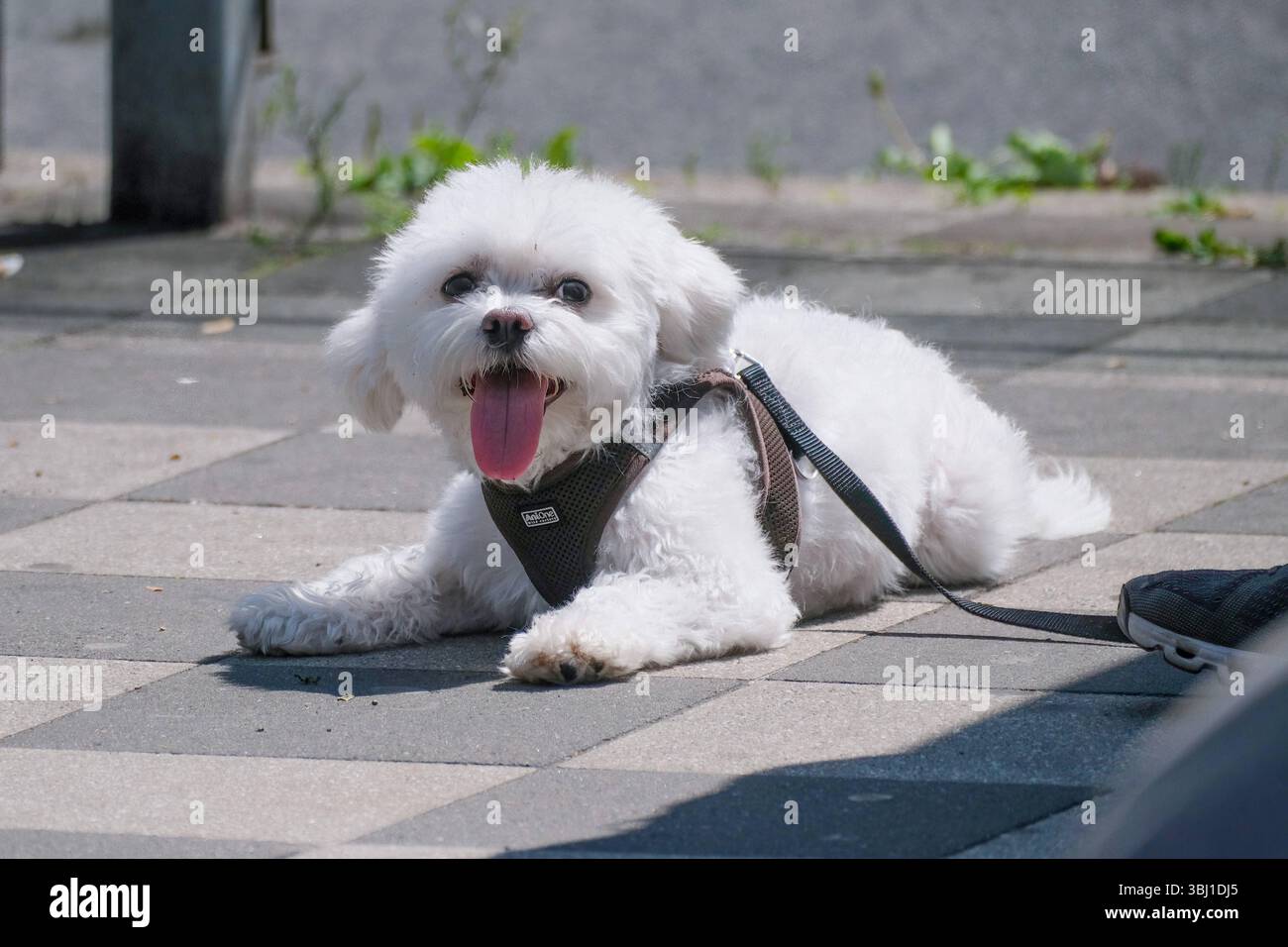 Düsseldorf 12.06.2025 Hund Zunge hechelnd Hitze Durst Wasser Sommer ...