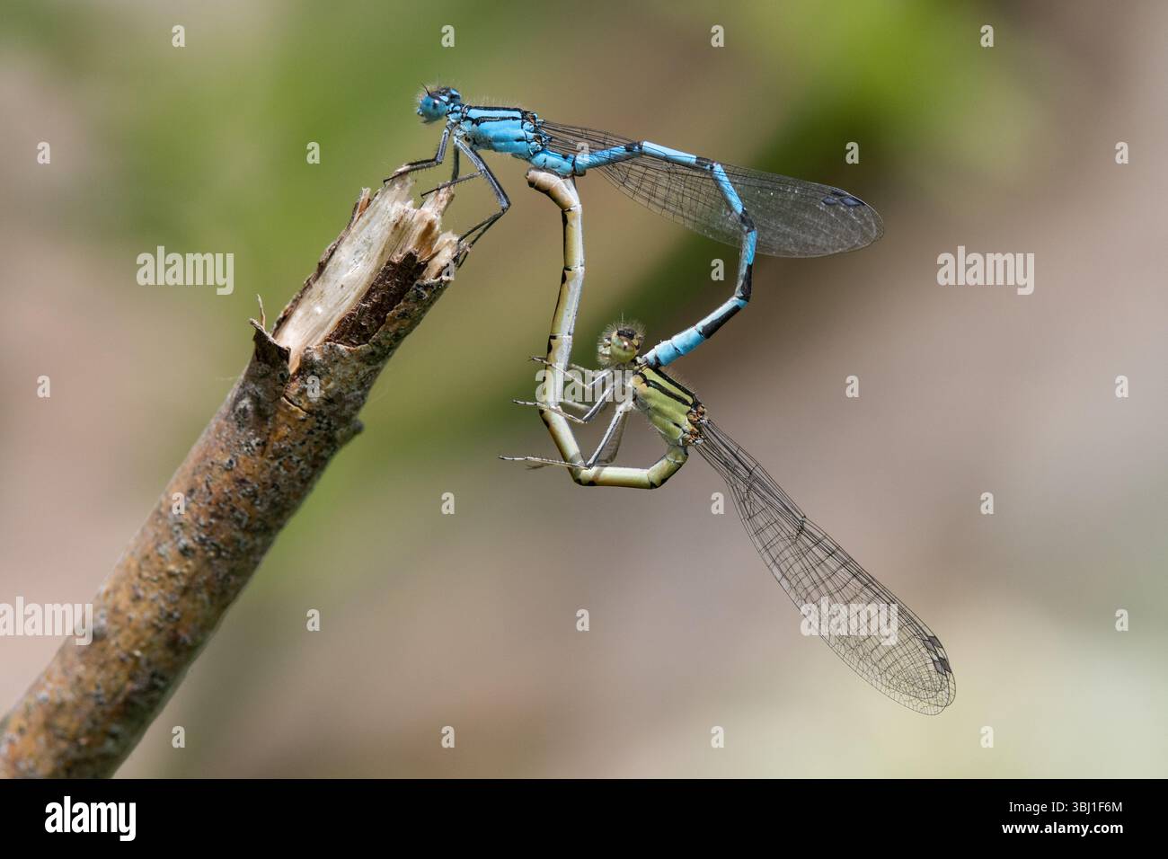 Common Blue Damselflies mating Stock Photo - Alamy