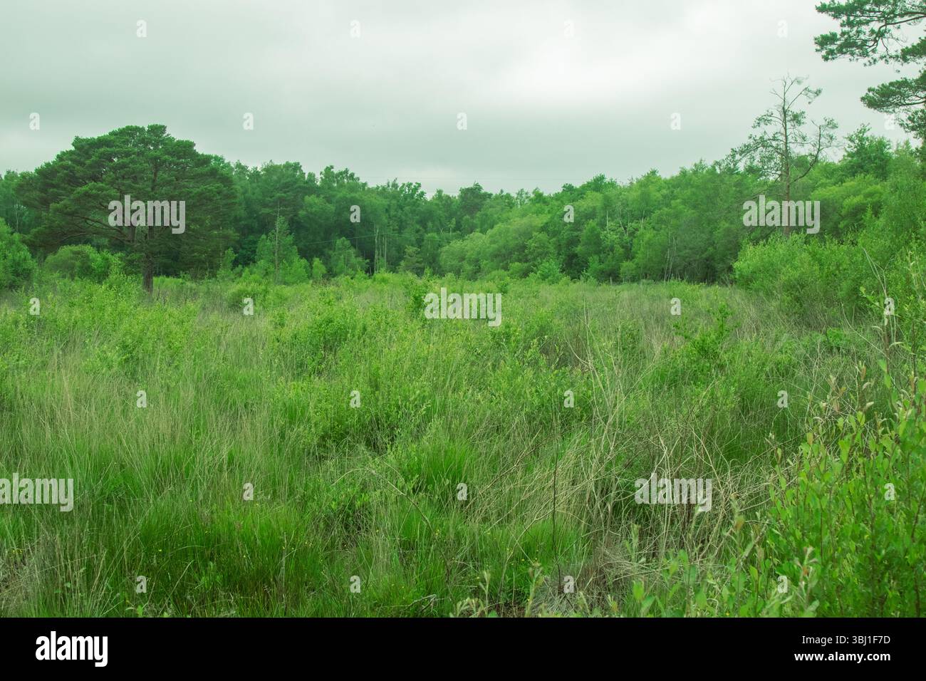 Trees woods moorland view hi-res stock photography and images - Alamy