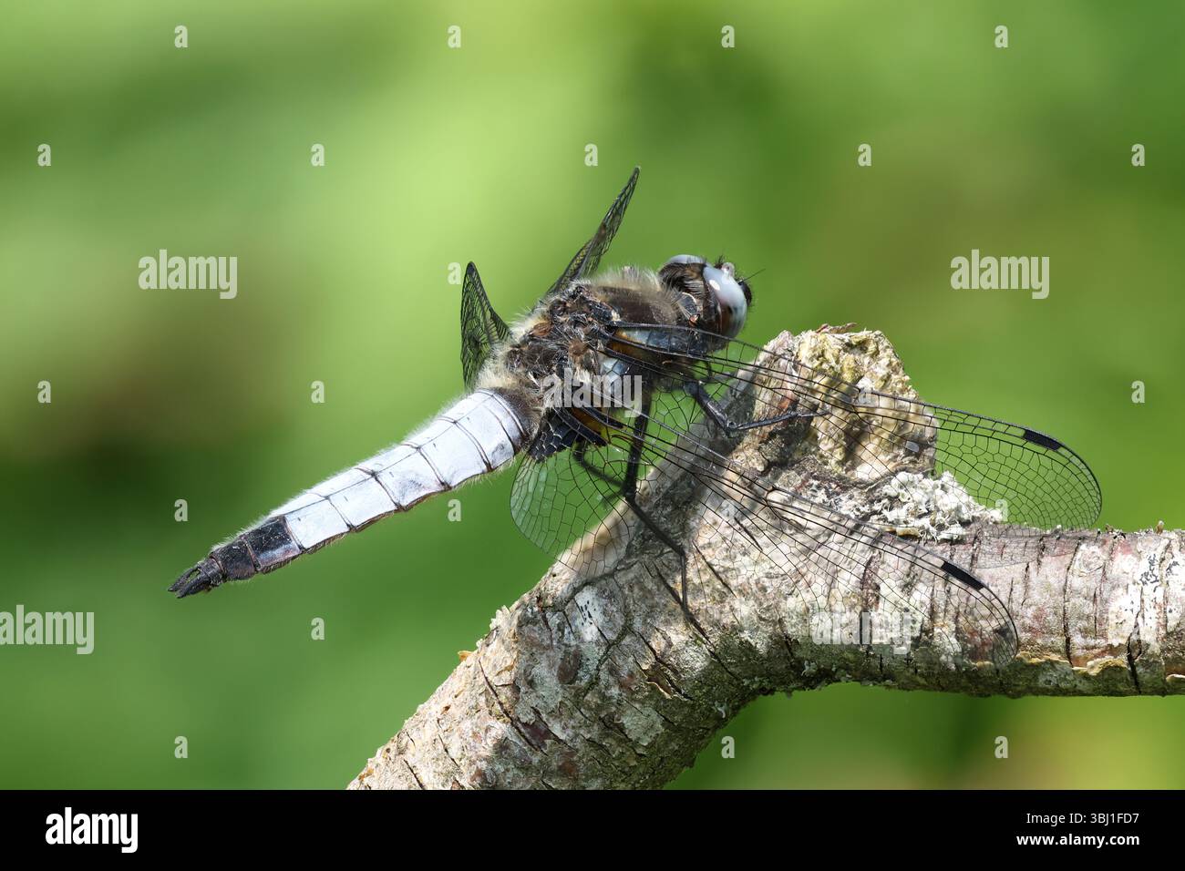 Scarce Chaser Dragonfly Stock Photo - Alamy