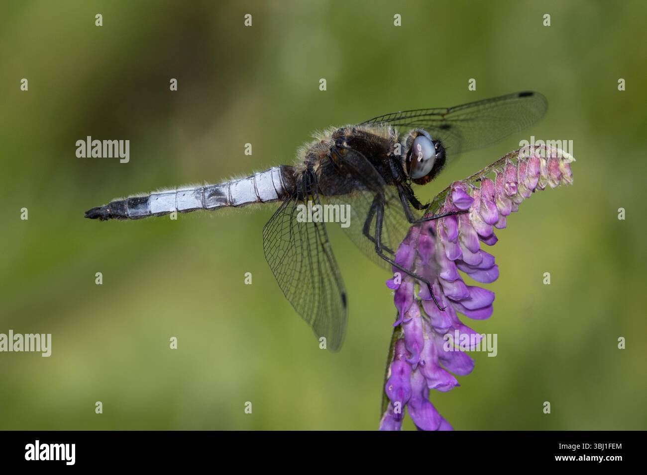 Scarce Chaser Dragonfly Stock Photo - Alamy
