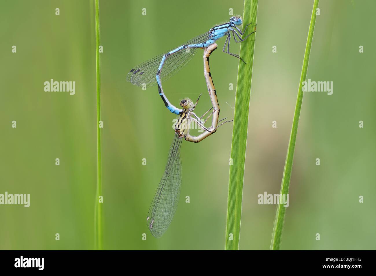 Common Blue Damselflies mating Stock Photo - Alamy