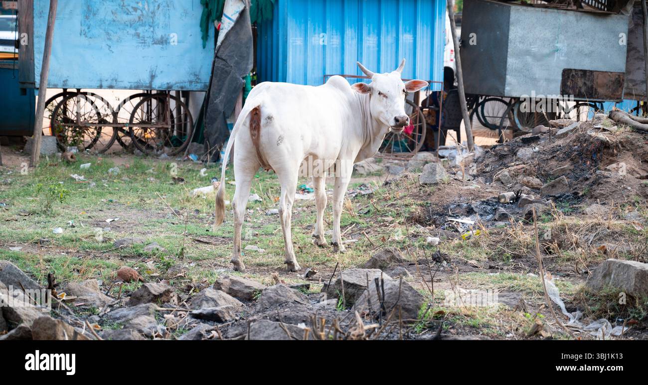 Zubu Bull, Humped Cattle, Bos Indicus In Hampi City, India, Dilapidated ...