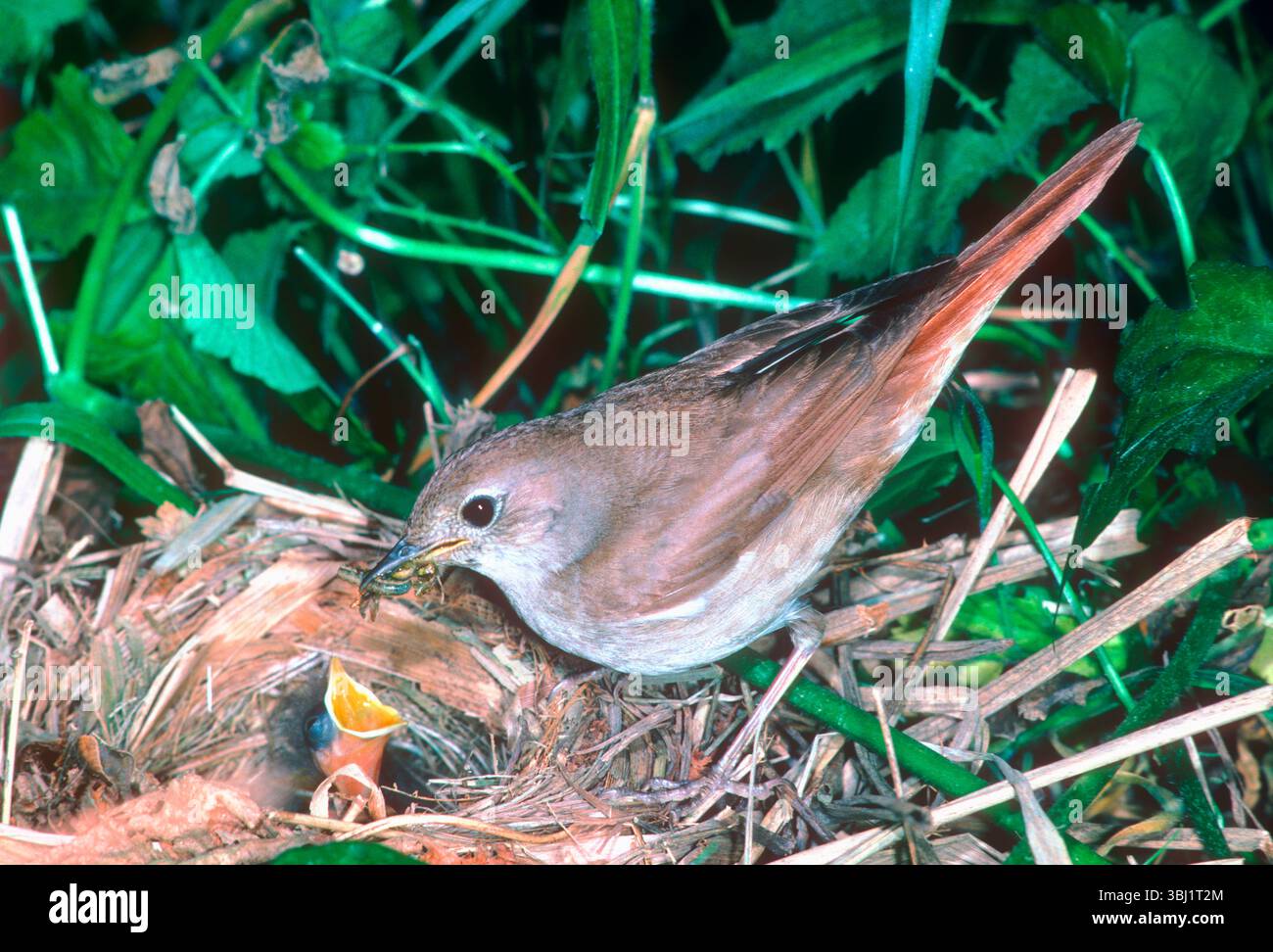 Common Nightingale, Luscinia megarhynchos. Adult at nest feeding chicks ...