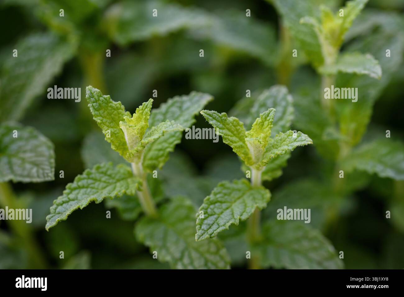 Minty freshness hi-res stock photography and images - Alamy