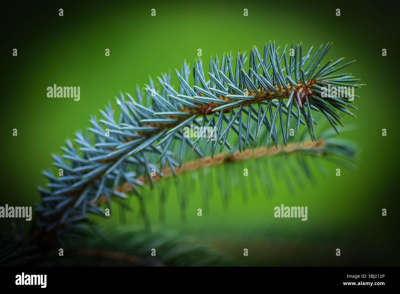 Closeup alpine pine tree hi-res stock photography and images - Alamy