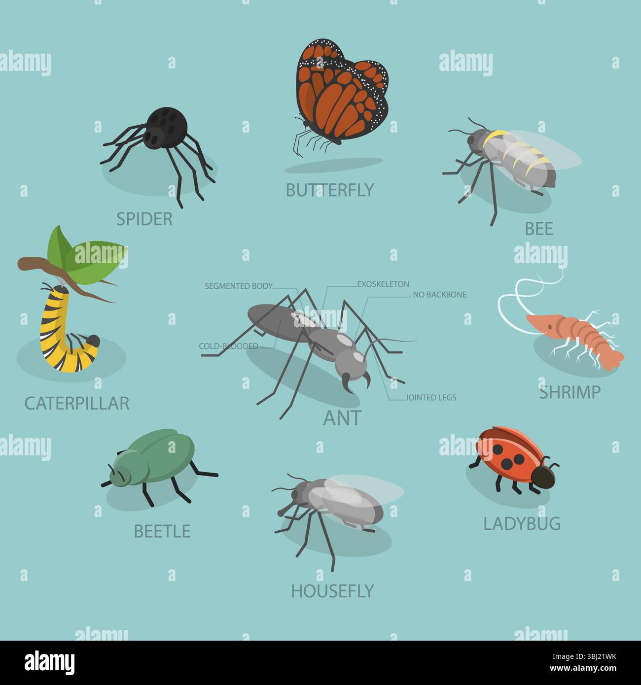 3D Isometric Flat Illustration of Insect Arthropods, Invertebrates With ...