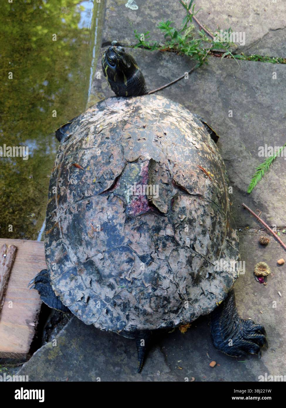 ...schwerer Defekt am Rueckenschild der Schmuckschildkroete - blutende ...