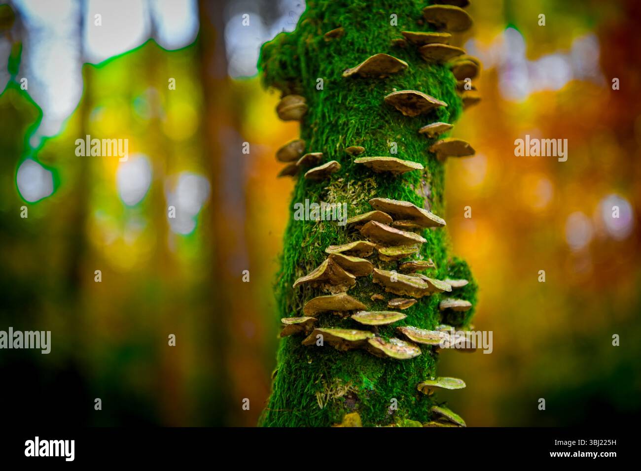 Fungi fungus growing on woodland floor hi-res stock photography and ...