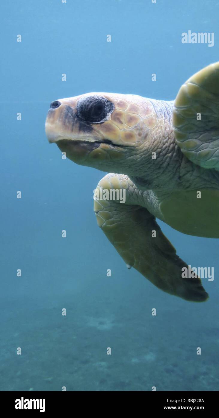 Close-up of a sea turtle swimming underwater in a blue ocean, Chelonia ...