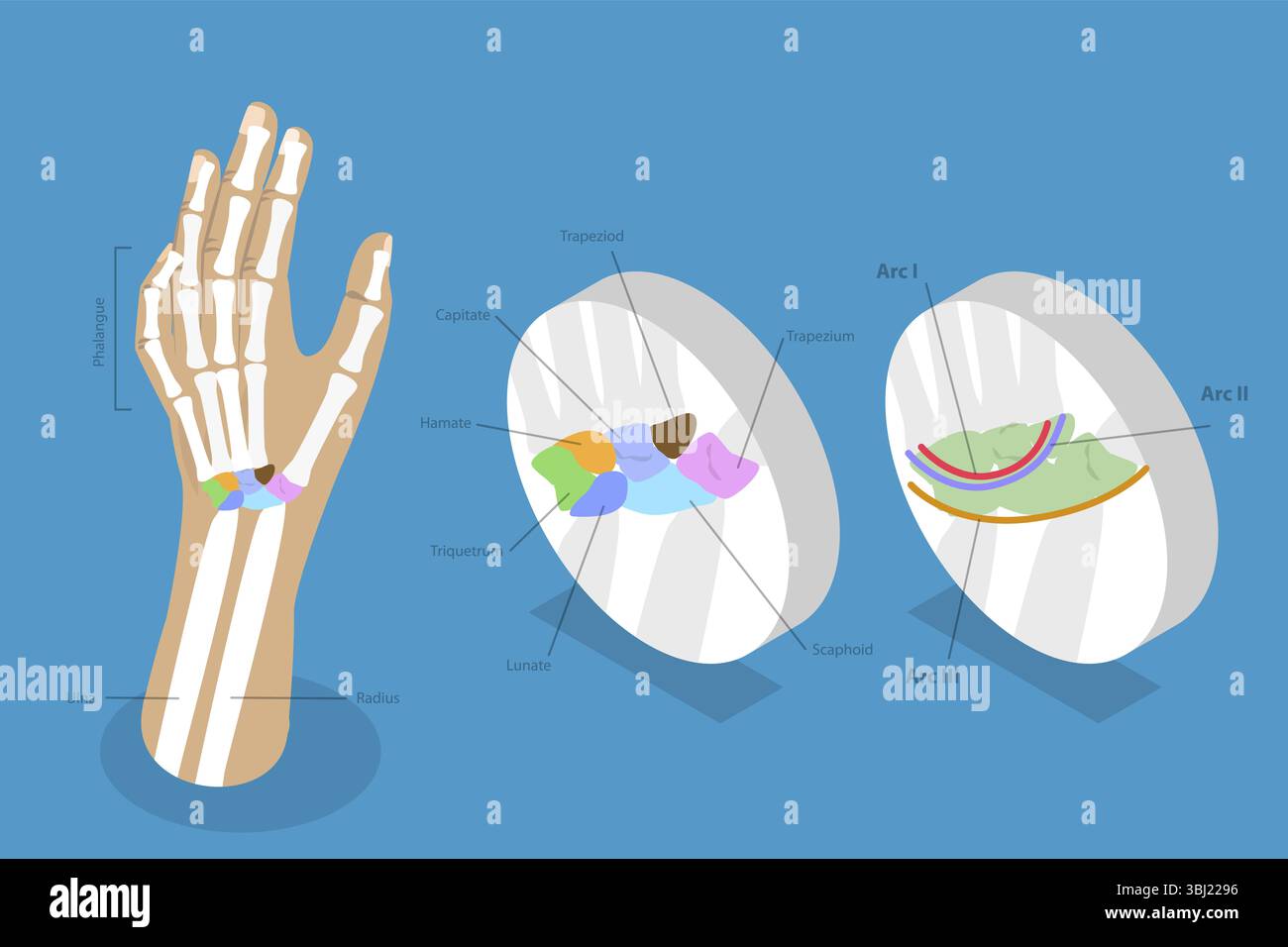 3D Isometric Flat Illustration of Carpal Bones, Anatomy of Human Hand ...