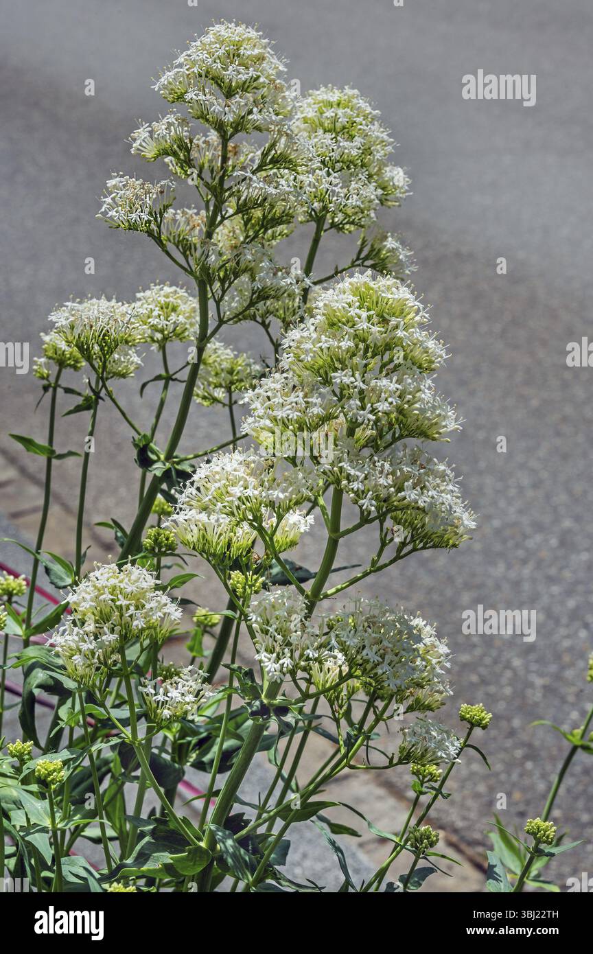 Centranthus ruber albus hi-res stock photography and images - Alamy