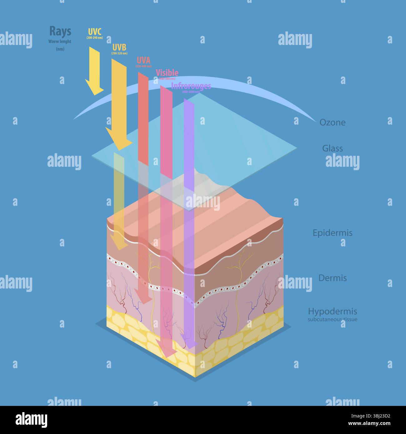 3D Isometric Flat Illustration of Damage UV Radiation to Human Skin ...