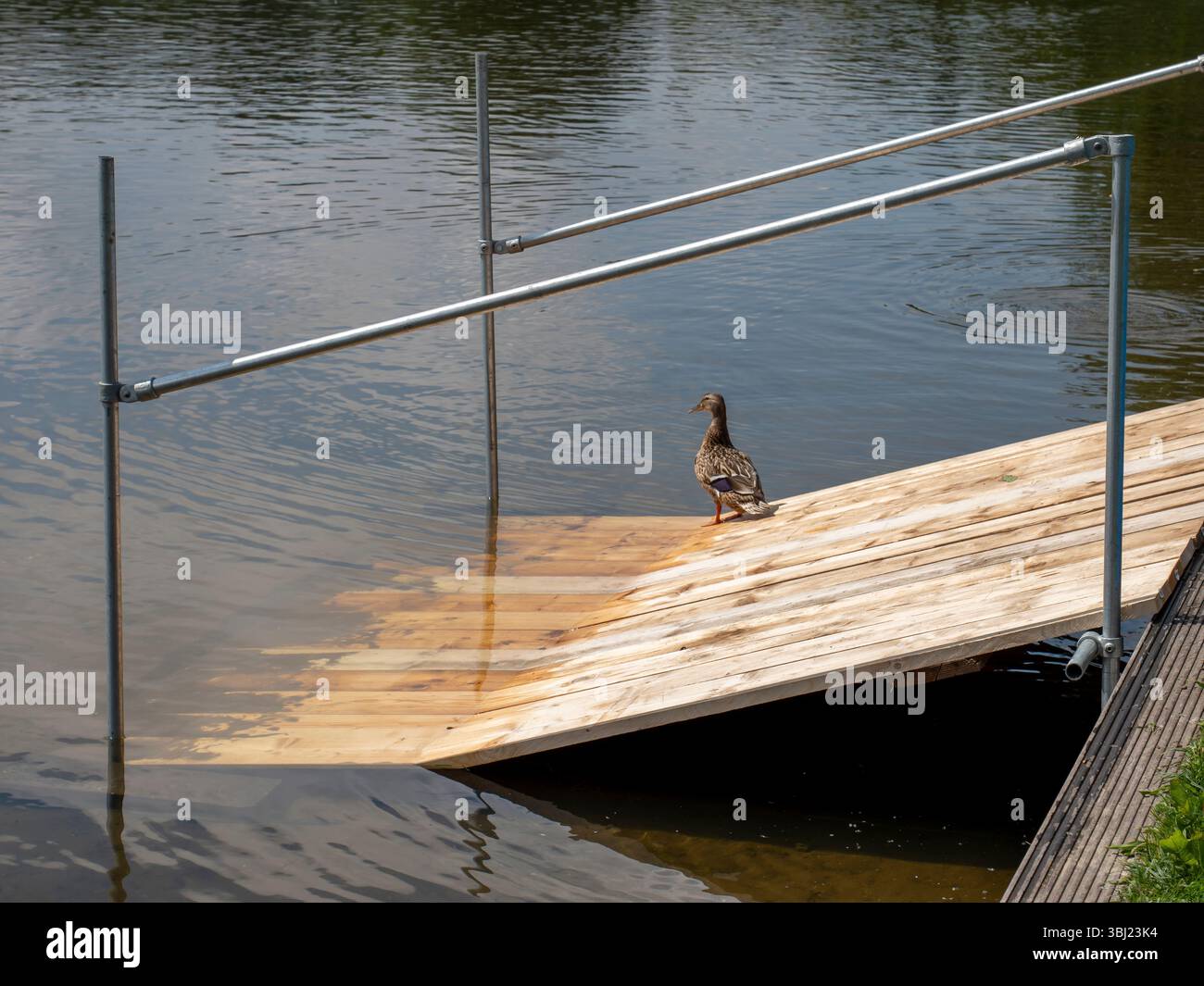 Duck standing on a wooden ramp by the water, surrounded by calm ...