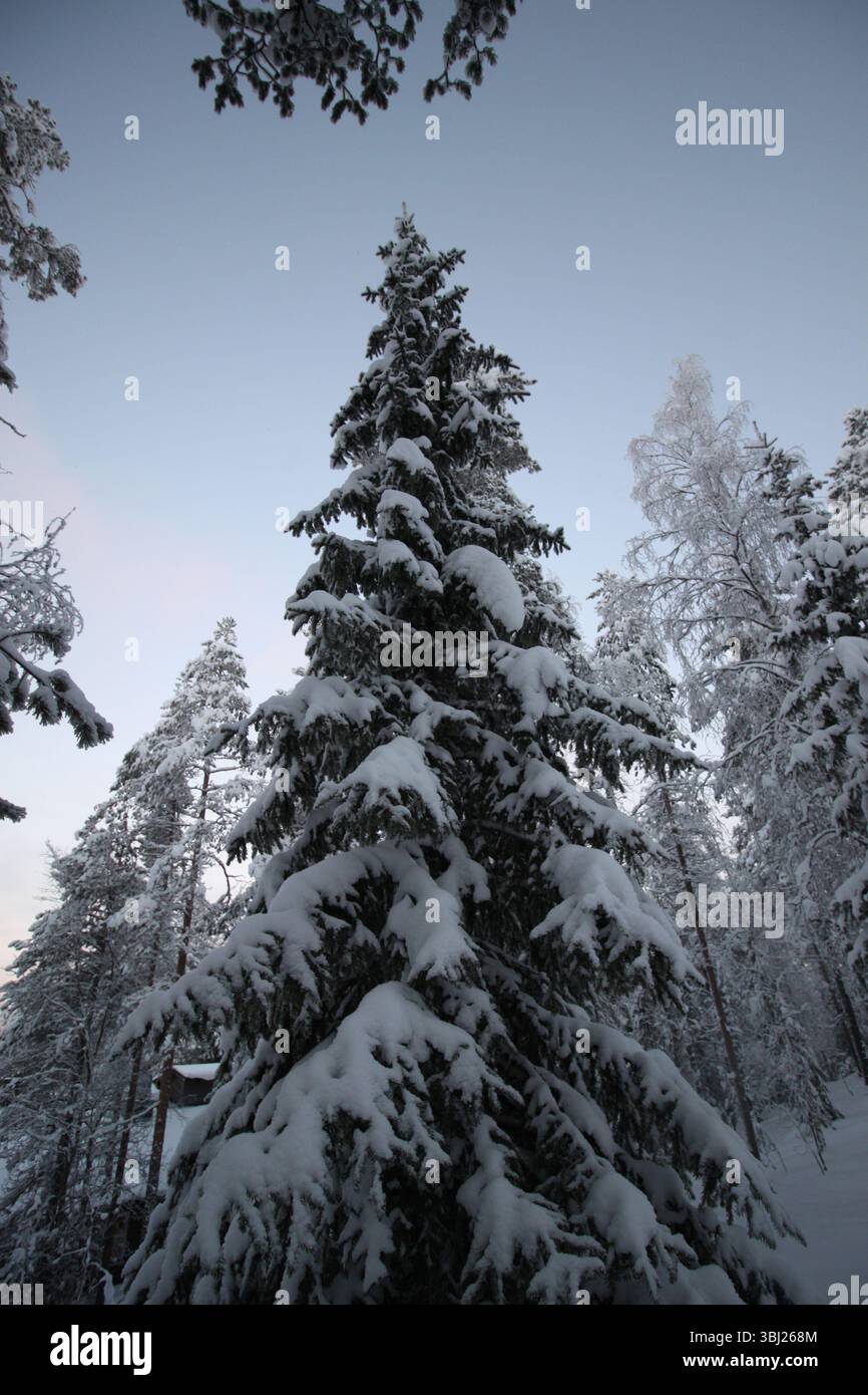 Tall snow-laden trees stand against a crisp blue sky in the Finnish ...