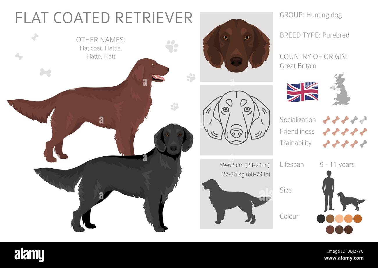 Flat coated retriever clipart. Different poses, coat colors set. Vector ...