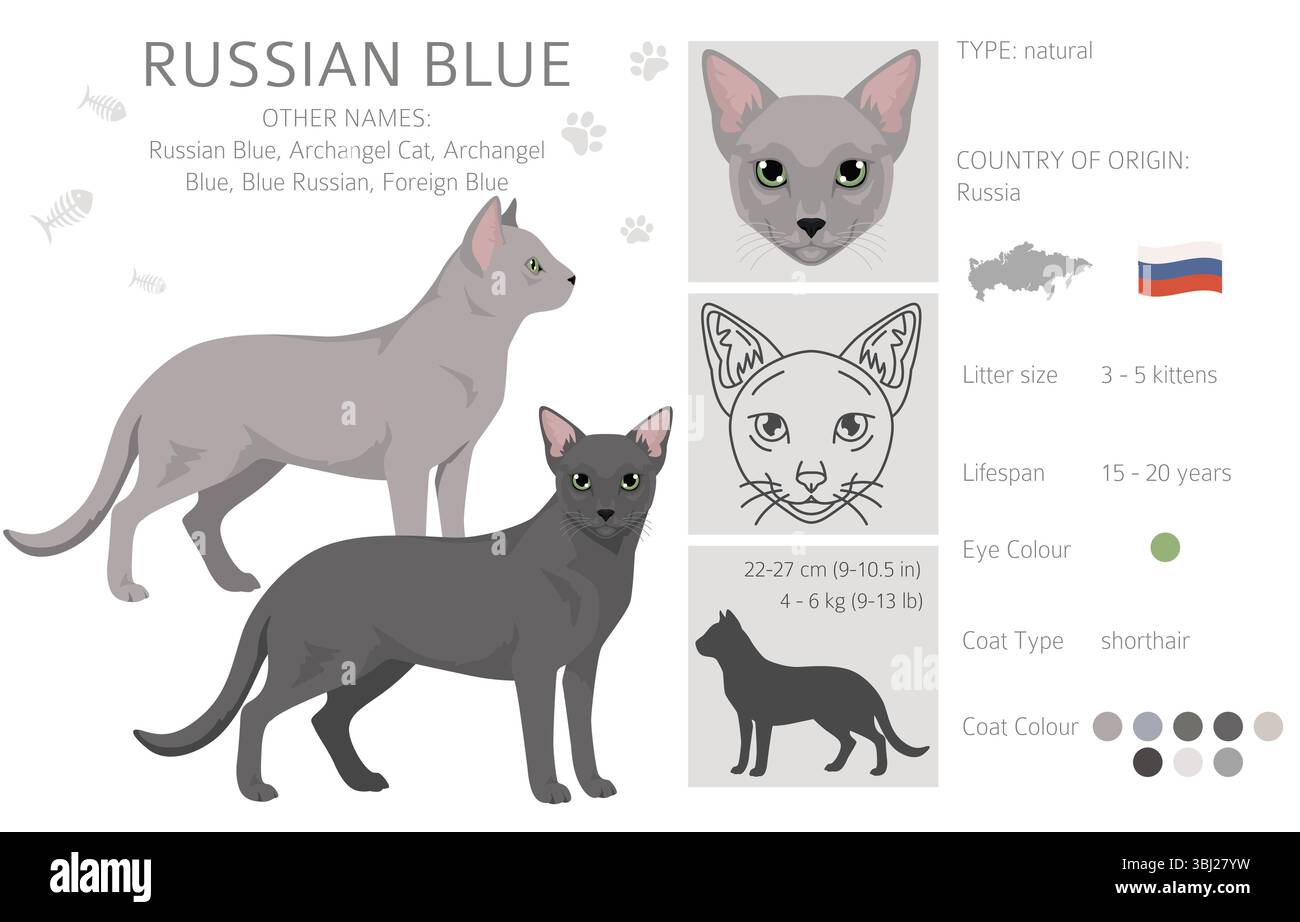 Russian Blue Cat clipart. All coat colors set. All cat breeds ...