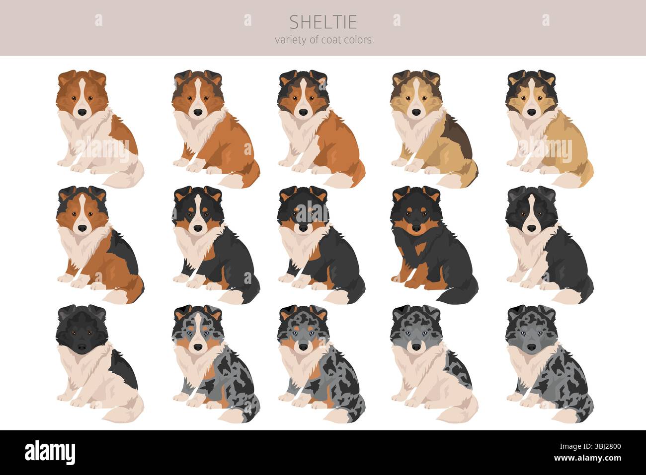 Sheltie, Shetland sheepdog clipart. Different poses, coat colors set ...