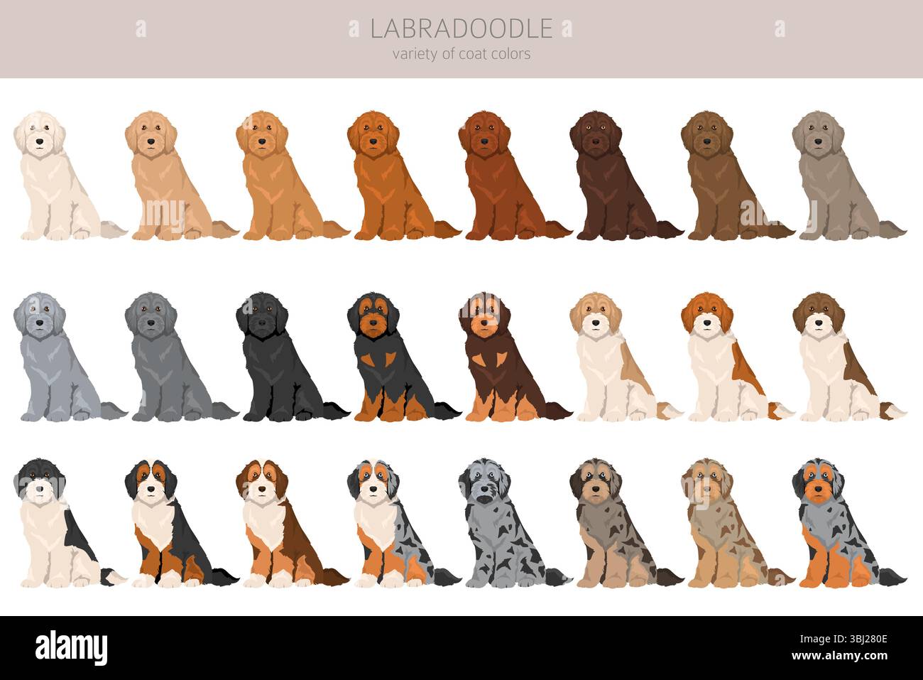 Labradoodle clipart. Different poses, coat colors set. Vector ...