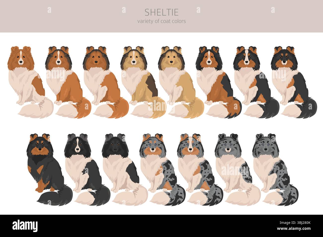 Sheltie, Shetland sheepdog clipart. Different poses, coat colors set ...