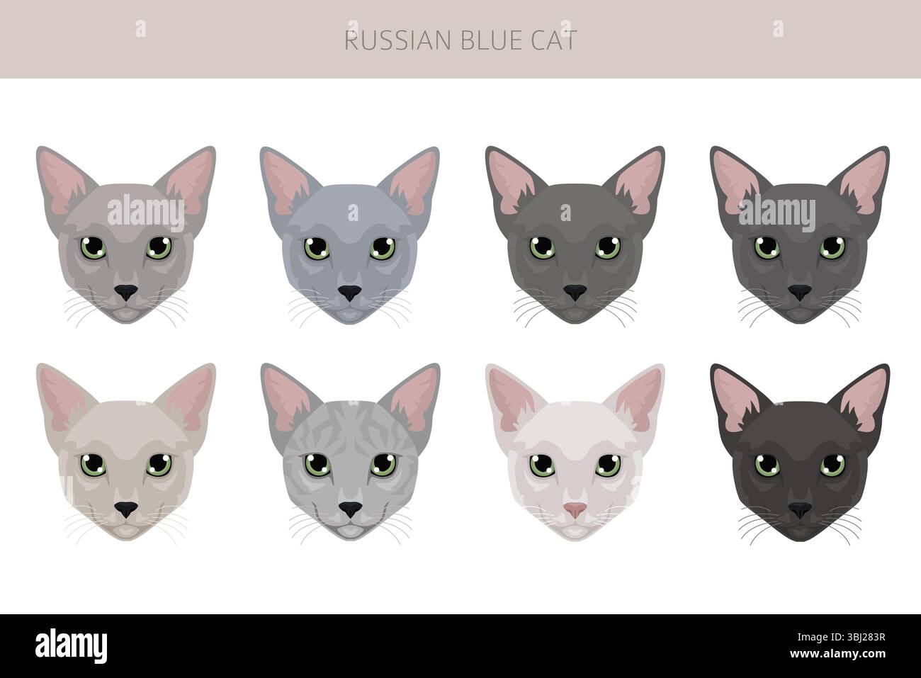 Russian Blue Cat clipart. All coat colors set. All cat breeds ...