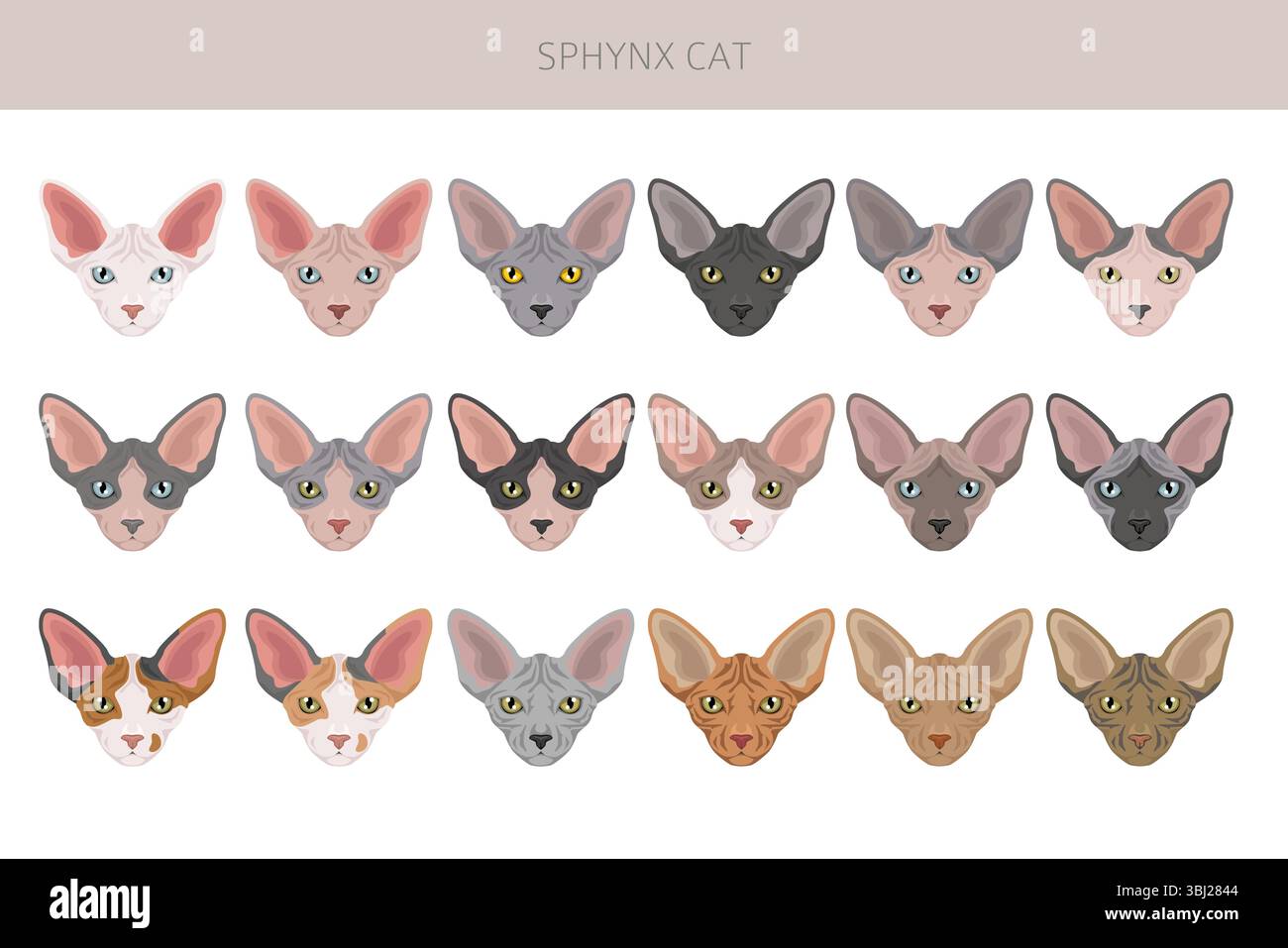 Canadian Sphynx Cat clipart. All coat colors set. All cat breeds ...