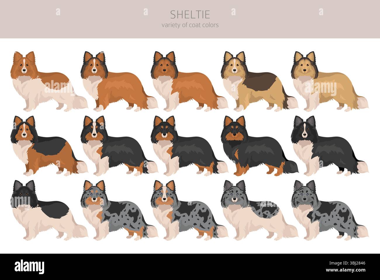 Sheltie, Shetland sheepdog clipart. Different poses, coat colors set ...