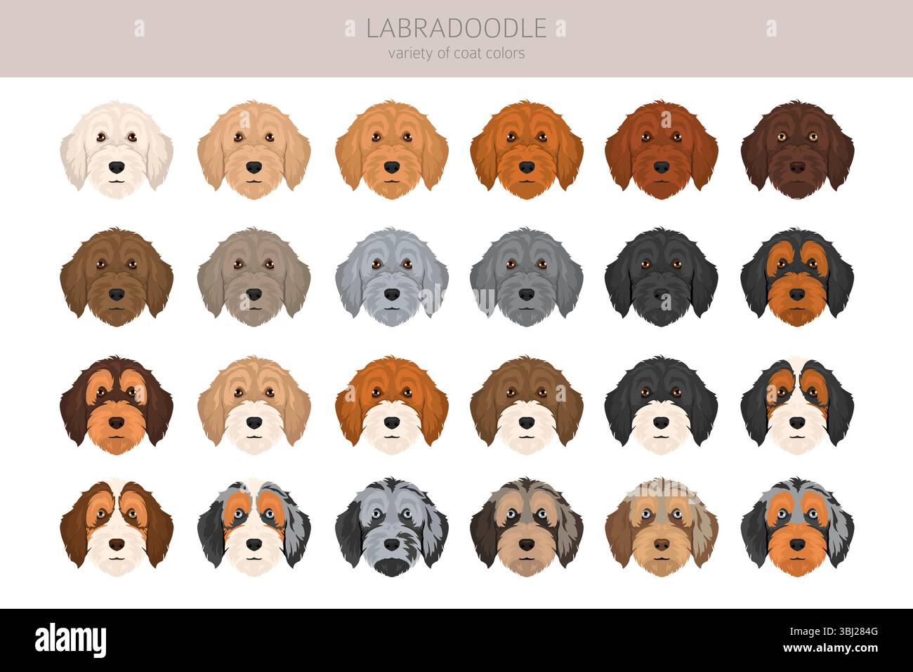 Labradoodle clipart. Different poses, coat colors set. Vector ...