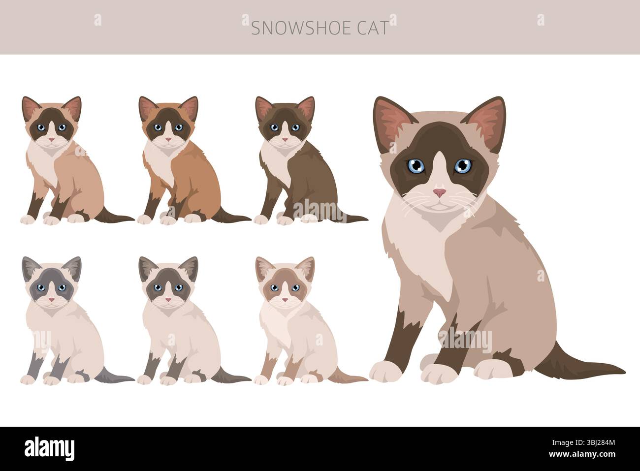 Snowshoe Cat clipart. All coat colors set. All cat breeds ...