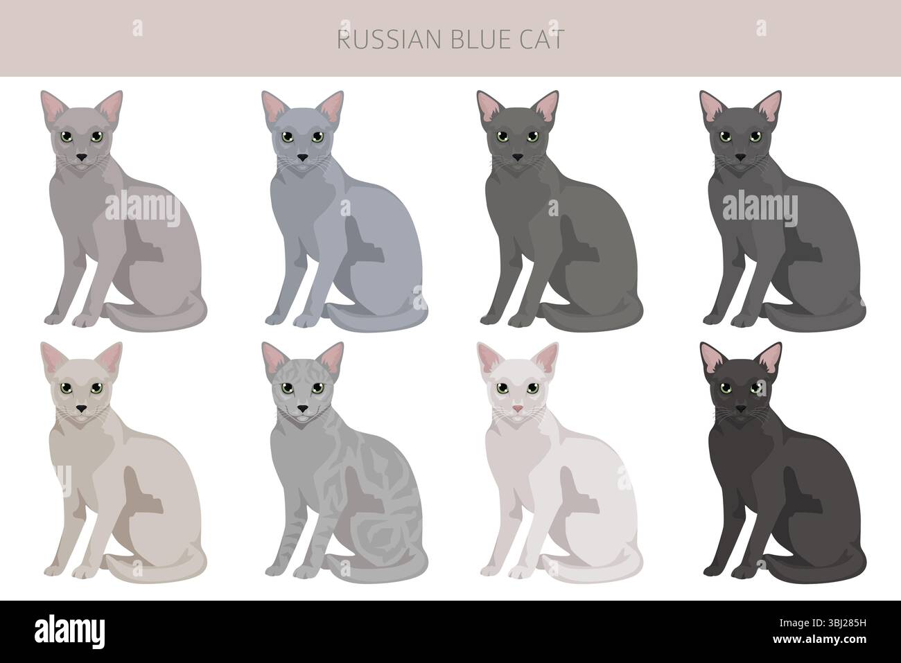 Russian Blue Cat clipart. All coat colors set. All cat breeds ...