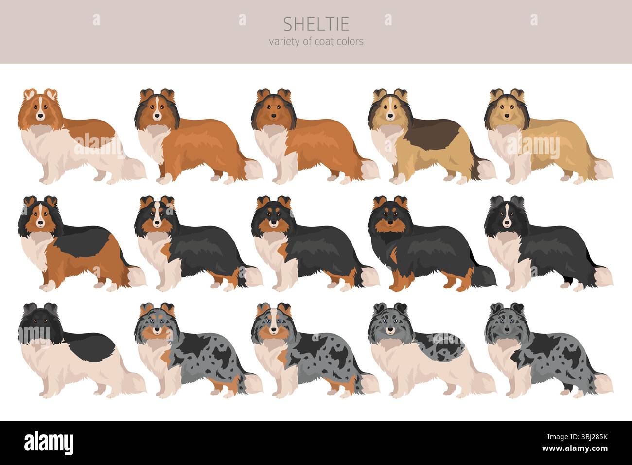 Sheltie, Shetland sheepdog clipart. Different poses, coat colors set. Vector illustration Stock ...