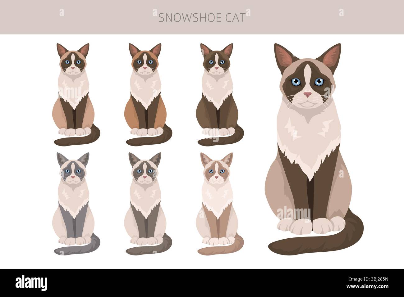 Snowshoe Cat clipart. All coat colors set. All cat breeds ...