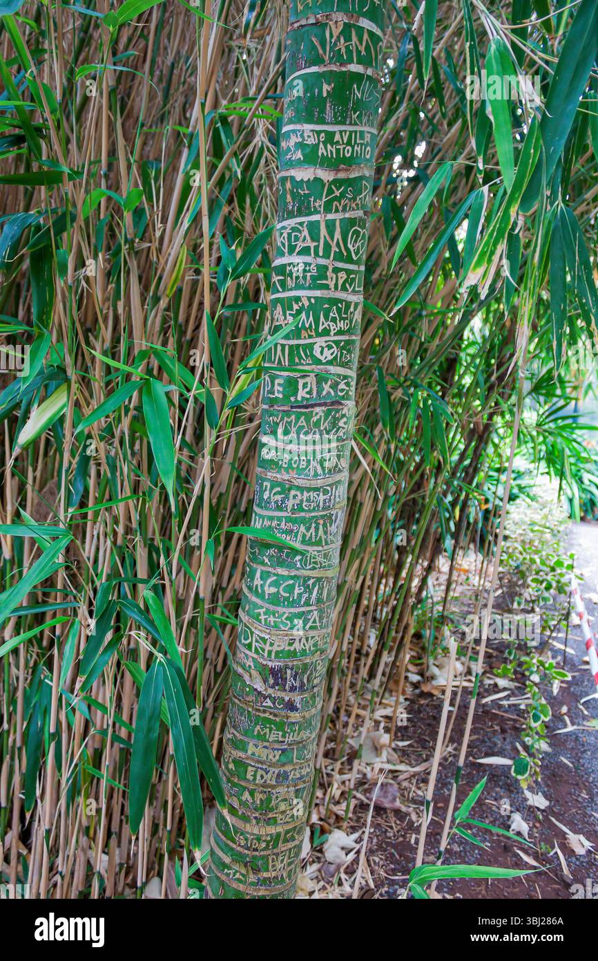 Engraved rainforest hi-res stock photography and images - Alamy