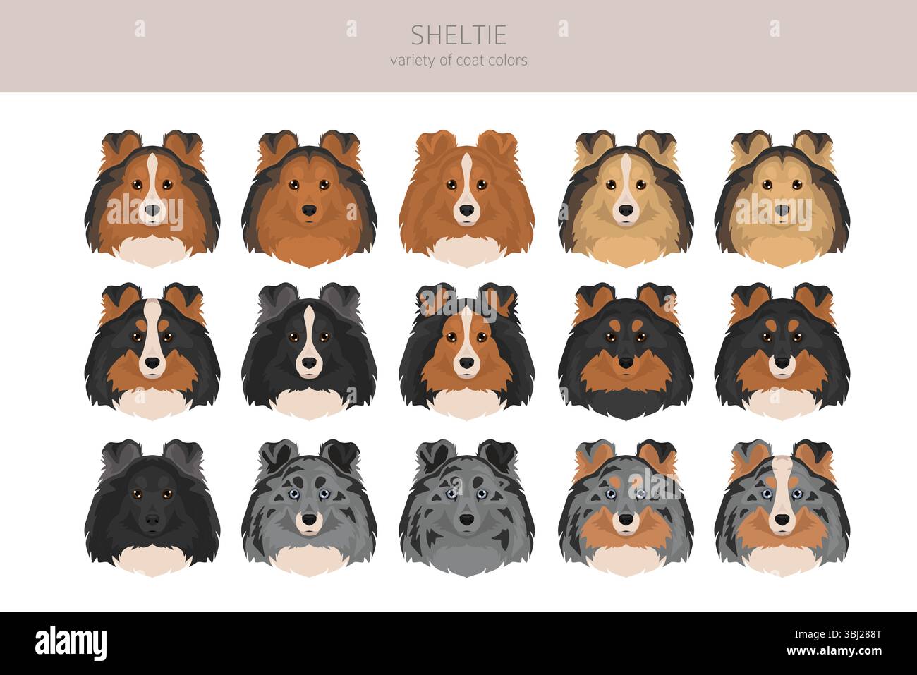 Sheltie, Shetland sheepdog clipart. Different poses, coat colors set ...