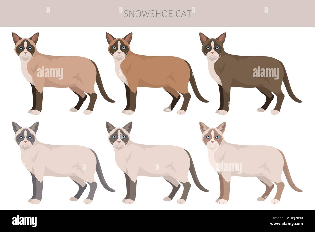 Snowshoe Cat clipart. All coat colors set. All cat breeds ...