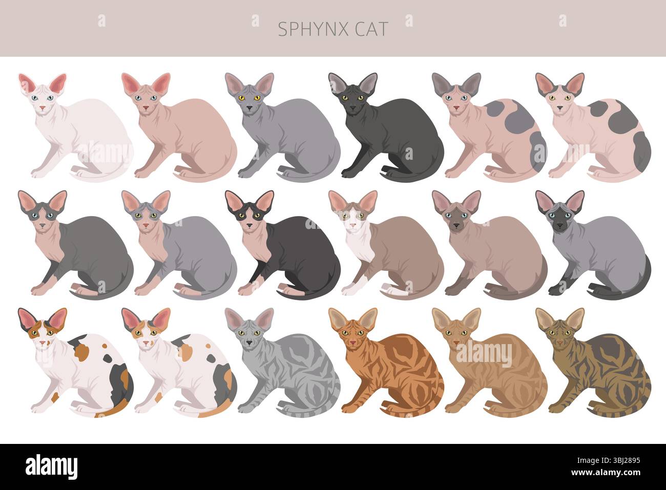 Canadian Sphynx Cat clipart. All coat colors set. All cat breeds ...