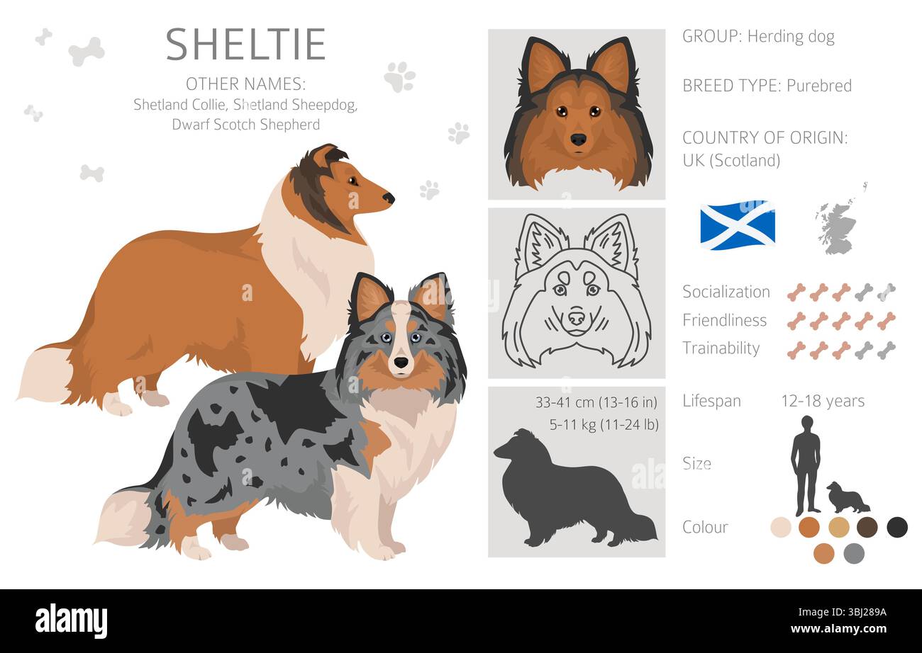 Sheltie, Shetland sheepdog clipart. Different poses, coat colors set ...