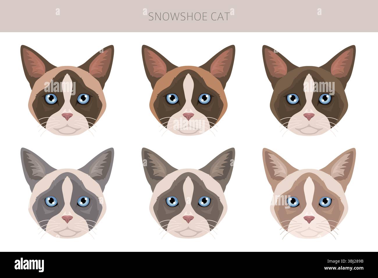 Snowshoe Cat clipart. All coat colors set. All cat breeds ...