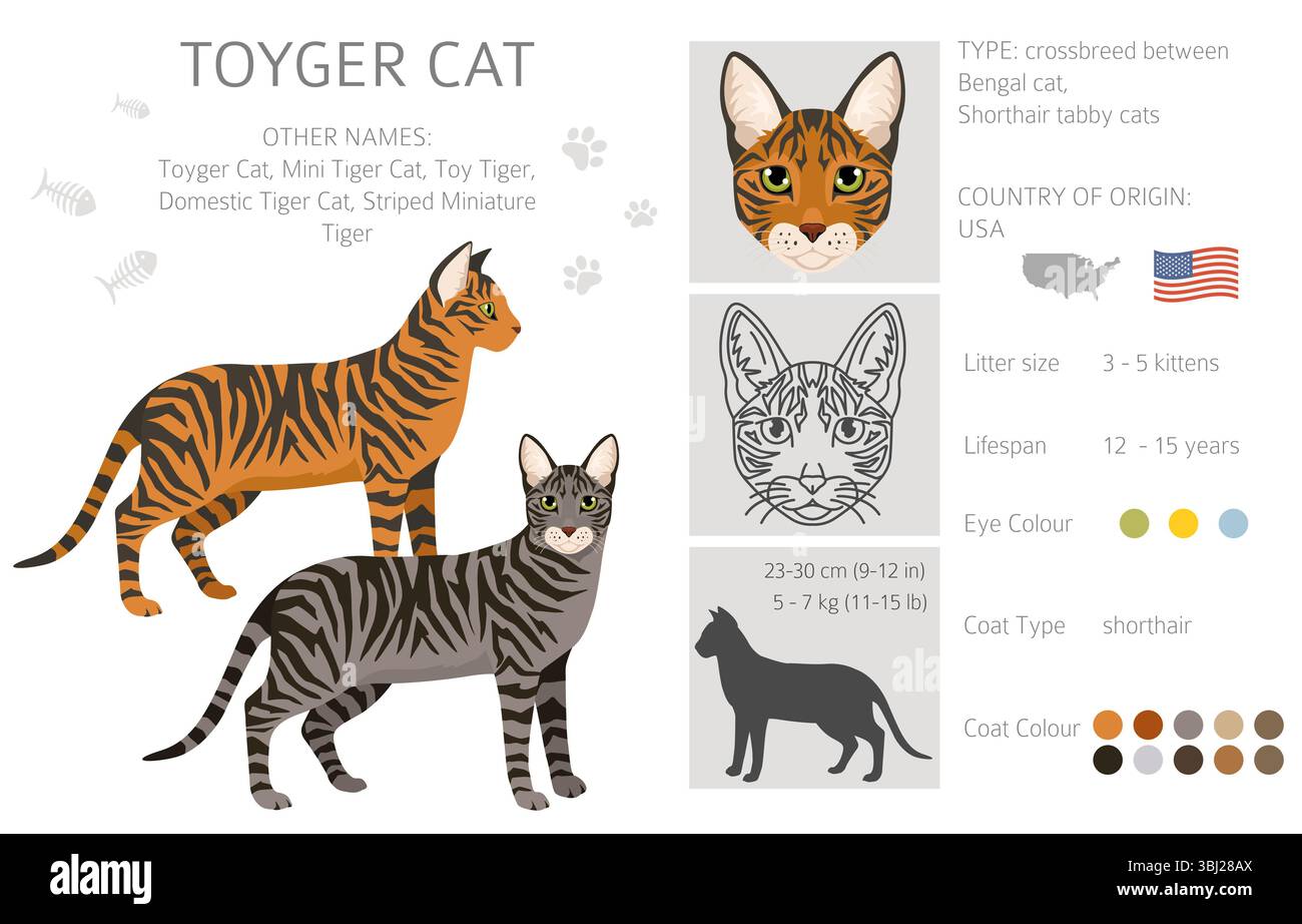 Toyger Cat clipart. All coat colors set. All cat breeds characteristics infographic. Vector ...