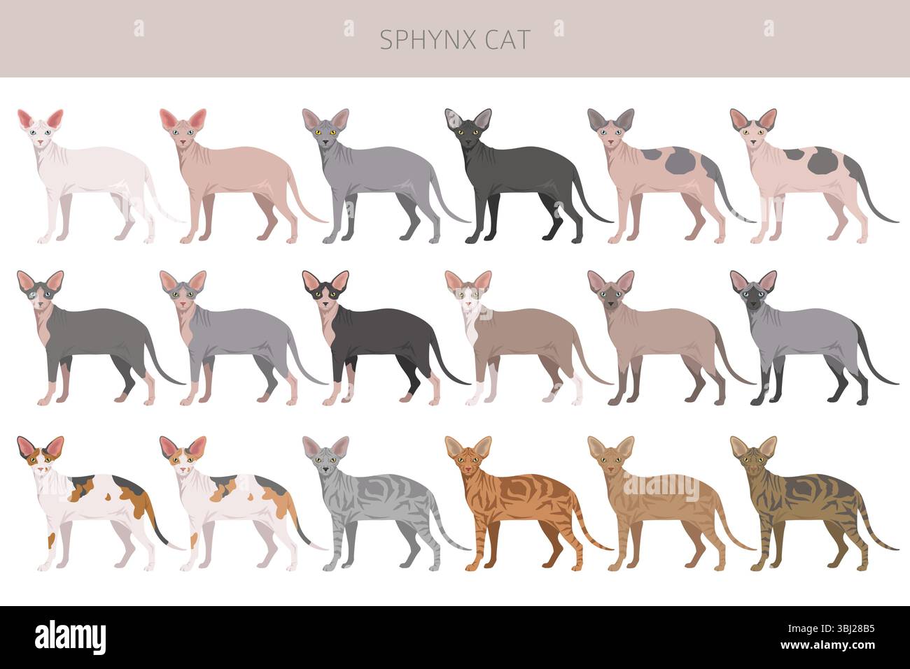 Canadian Sphynx Cat clipart. All coat colors set. All cat breeds ...