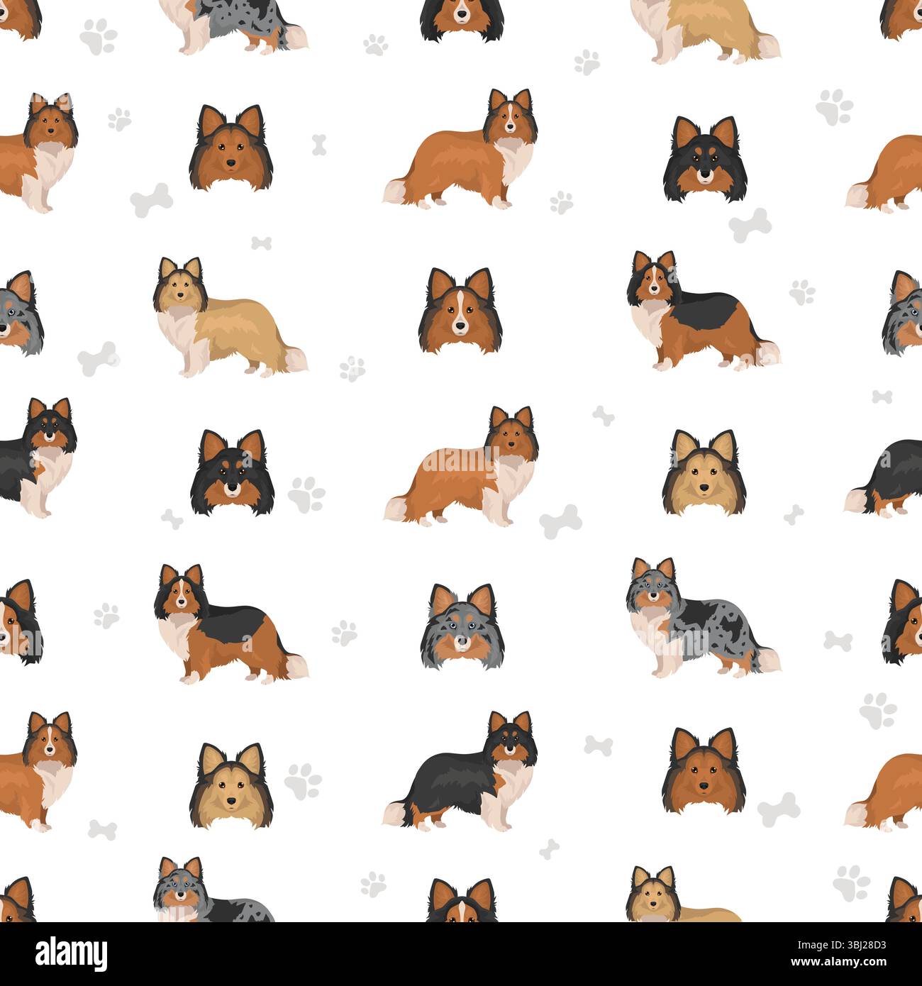 Sheltie, Shetland sheepdog clipart. Different poses, coat colors set ...
