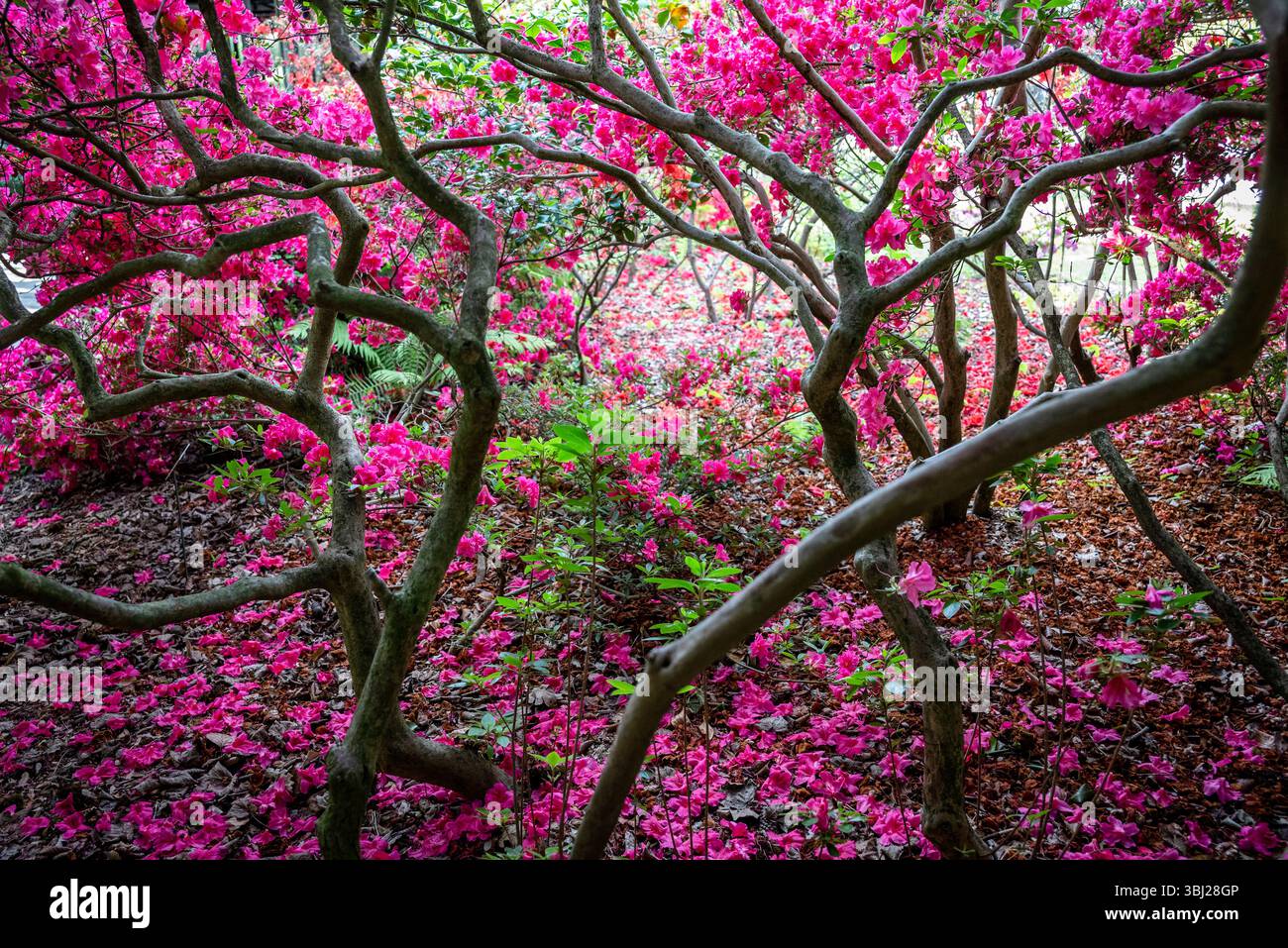 Azalea tree, Parc floral de Paris, park and botanical garden in the ...